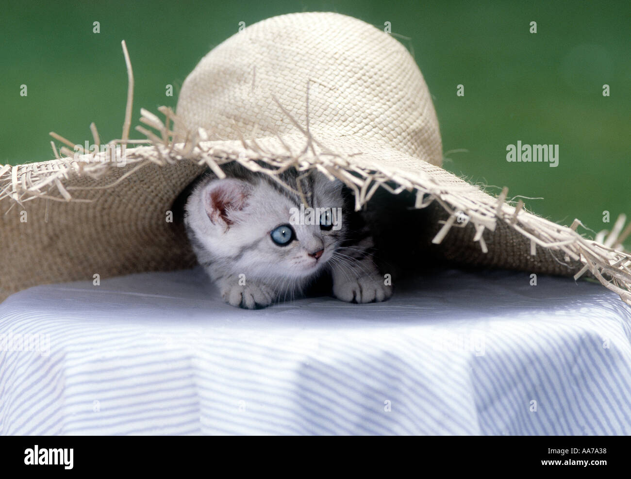 kitten under hat Stock Photo - Alamy