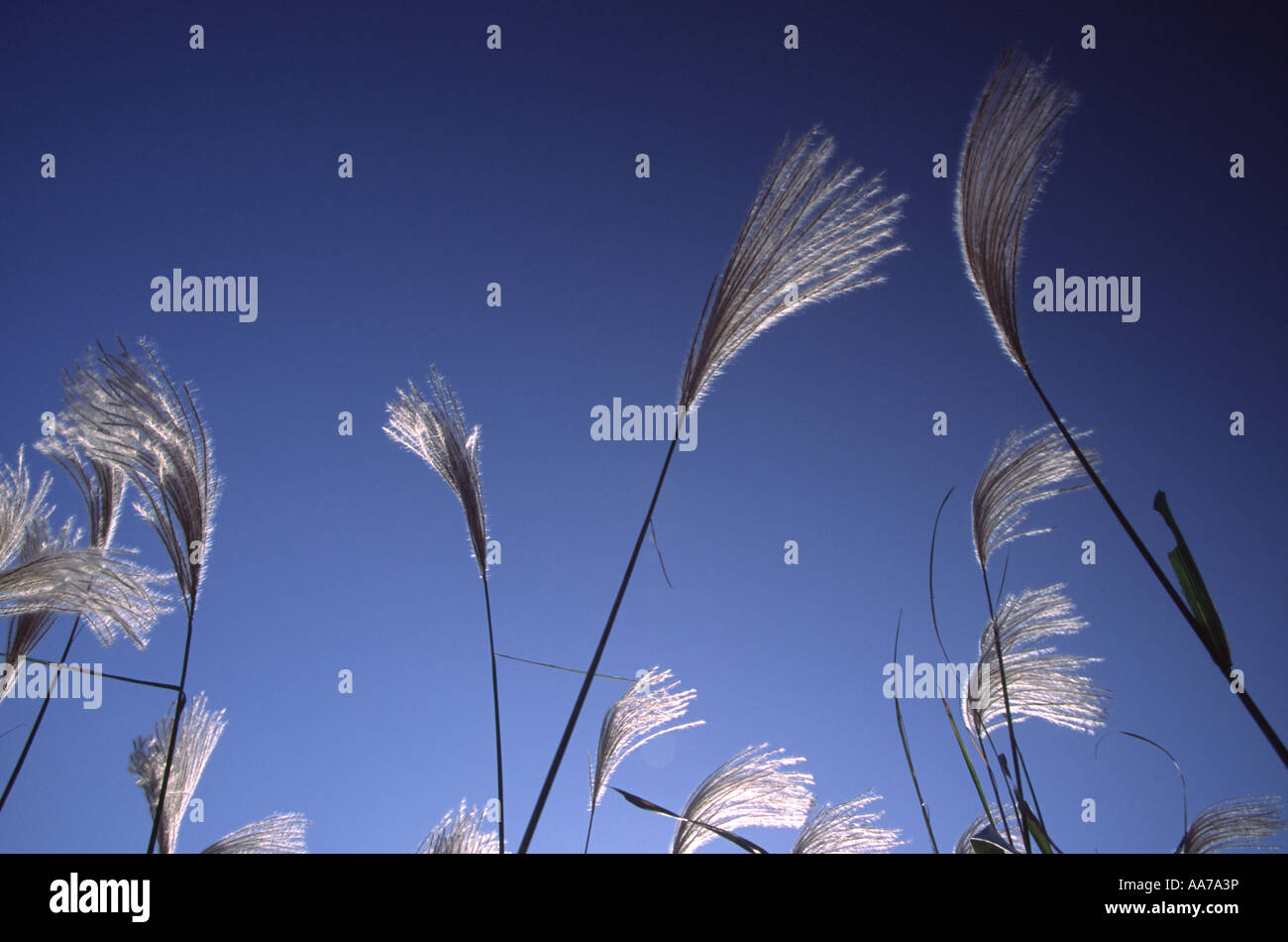 Susuki grass (Miscanthus sinensis) also known as Japanese Pampas Grass ...