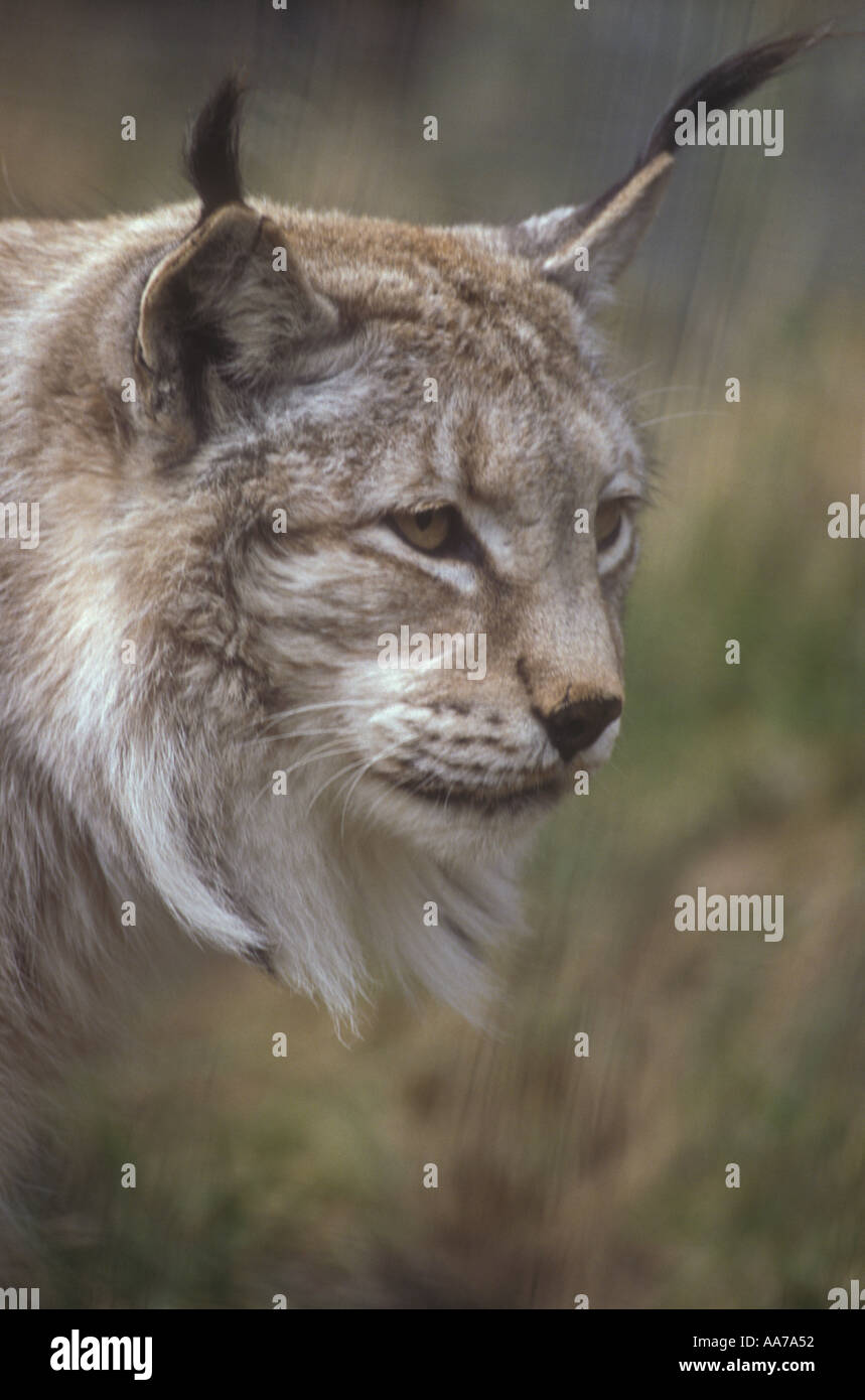 Lynx Felis lynx hunting close up Stock Photo - Alamy