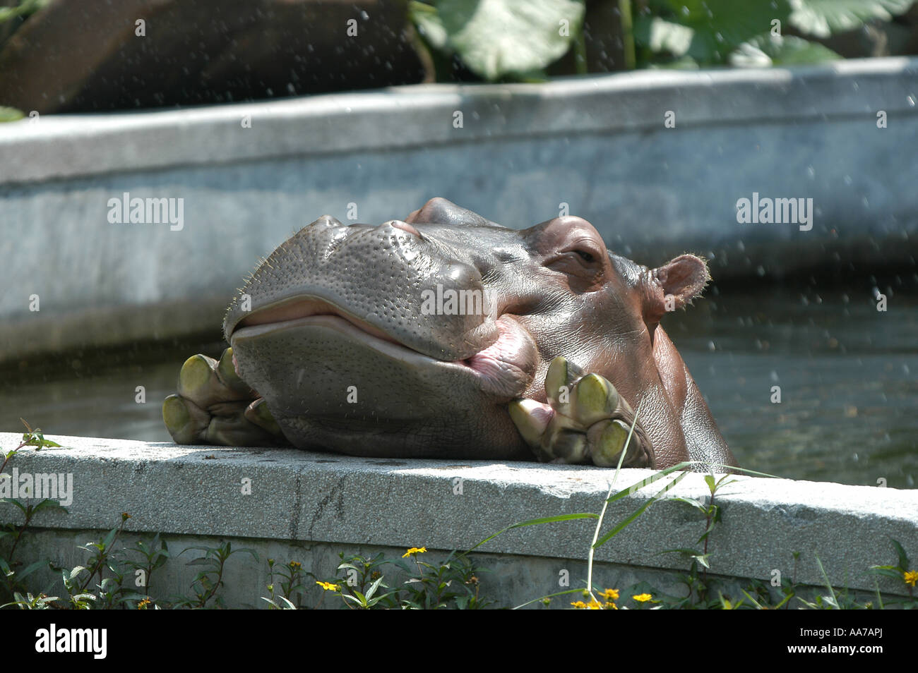 hippo in Guangzhou, China Stock Photo - Alamy