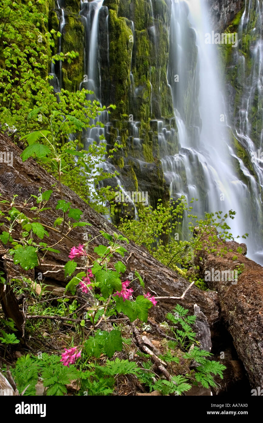 Waterfall central oregon cascades hi-res stock photography and images ...