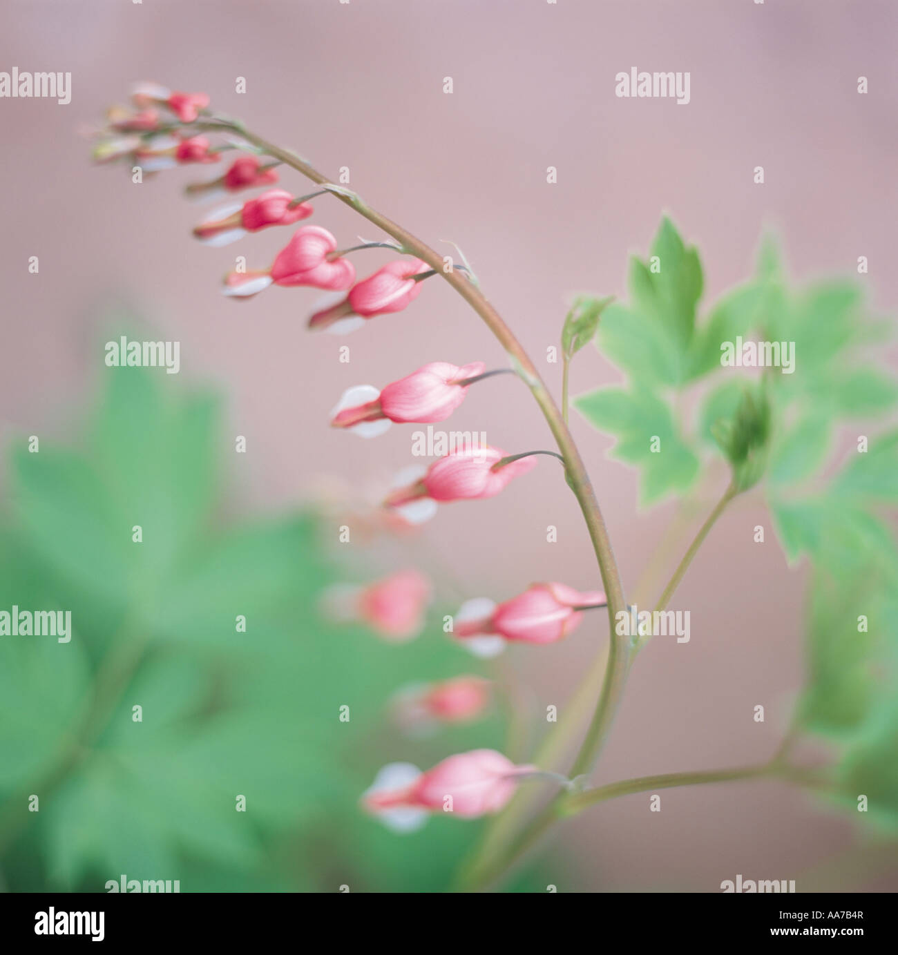 Wild bleeding heart hi-res stock photography and images - Alamy