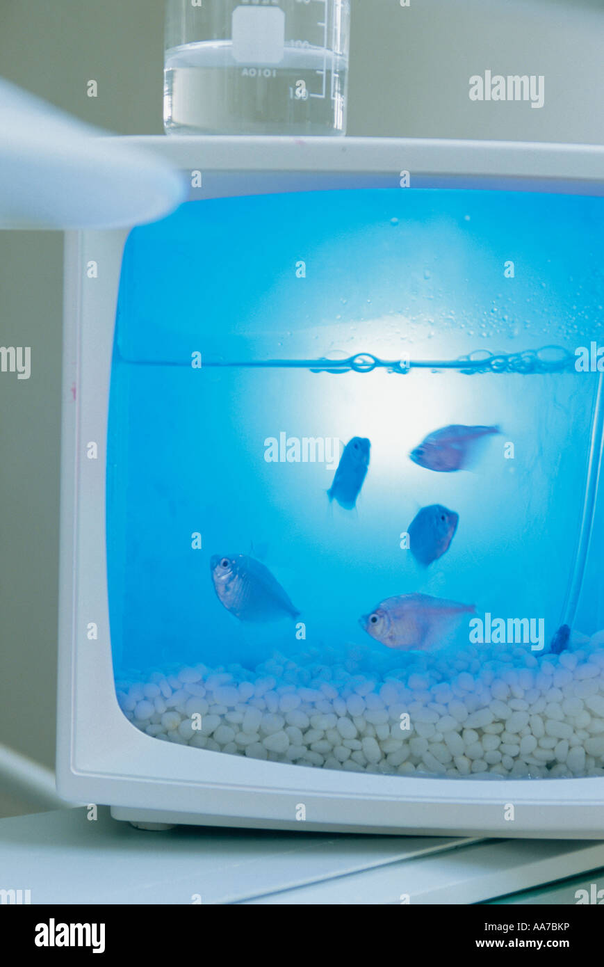 fish in a fish basin Stock Photo - Alamy