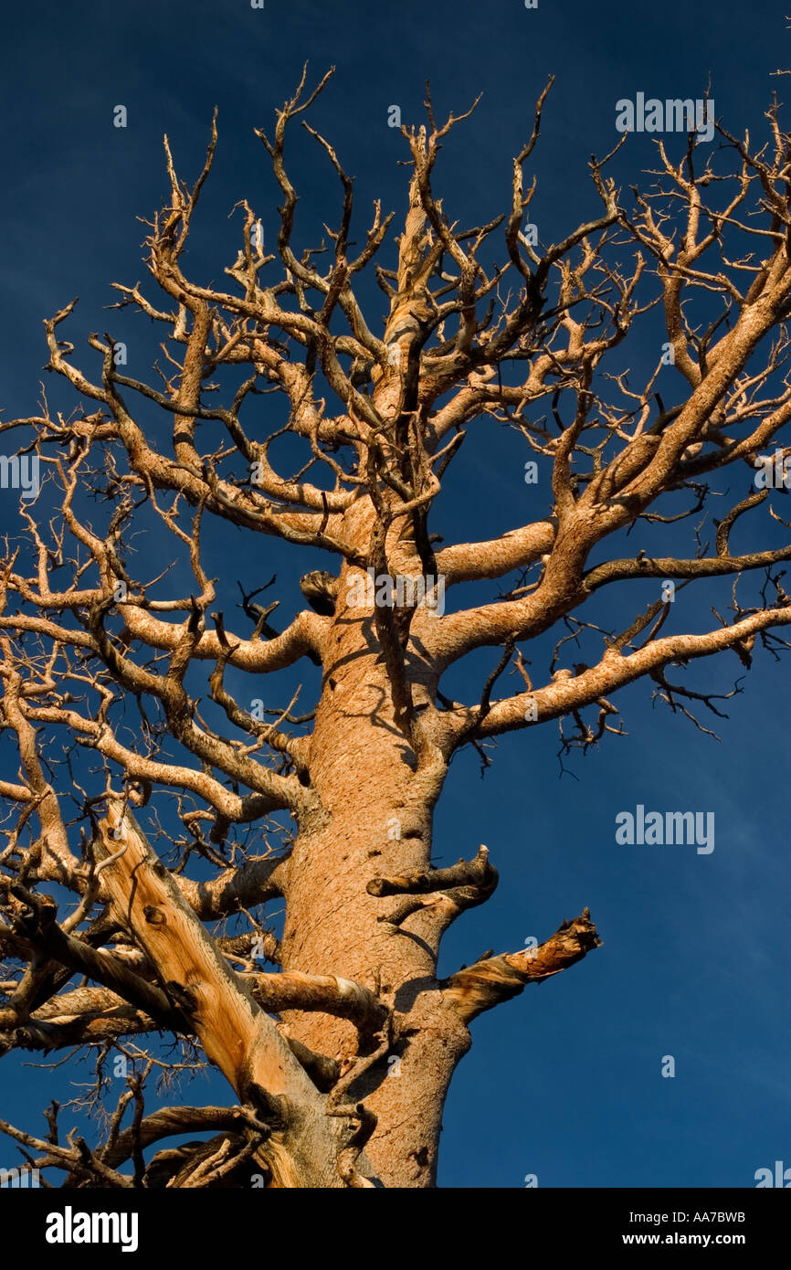 Old pine tree in Sierra Nevada Stock Photo - Alamy