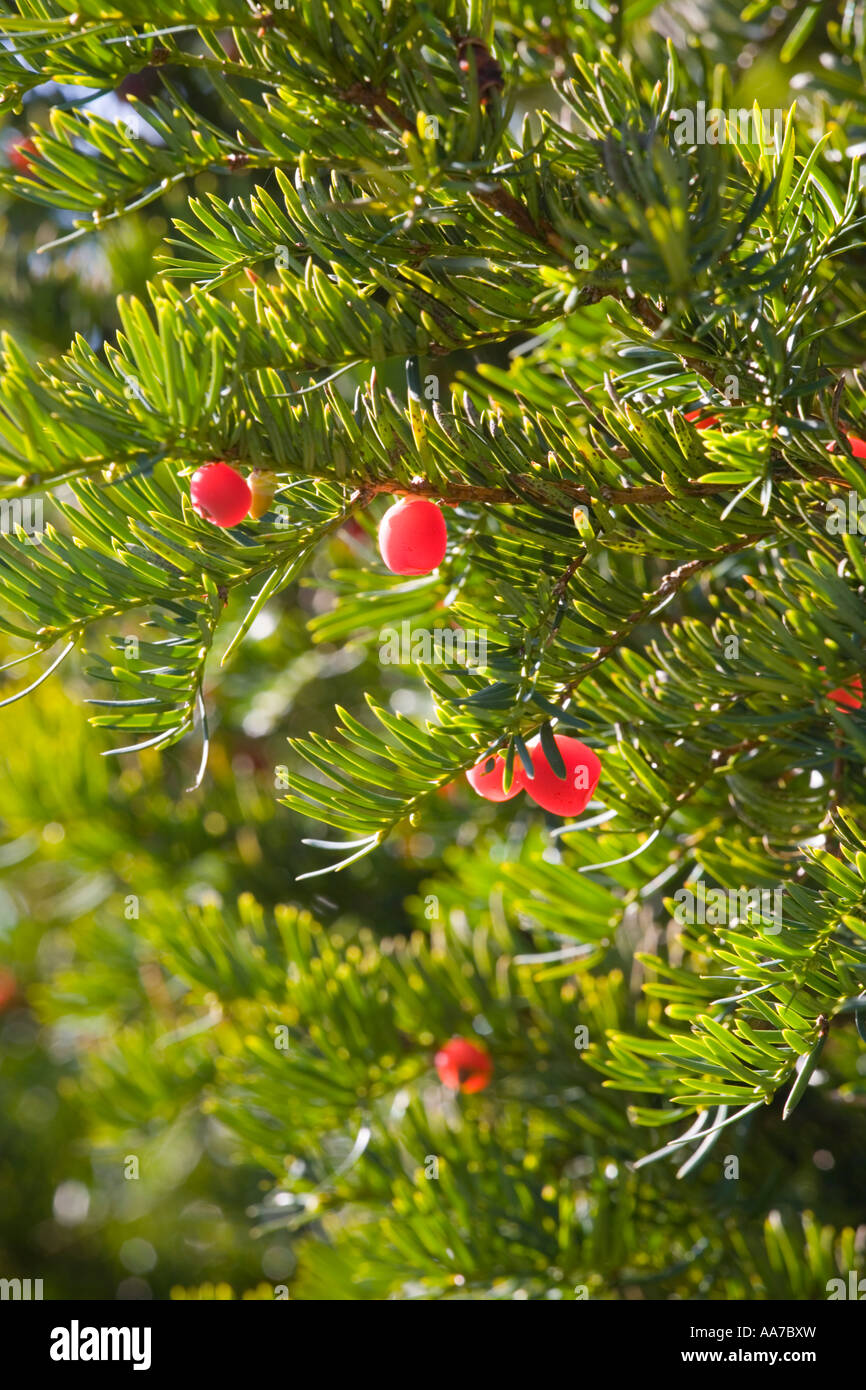 Yew berries on a tree in the churchyard of St James church in the ...