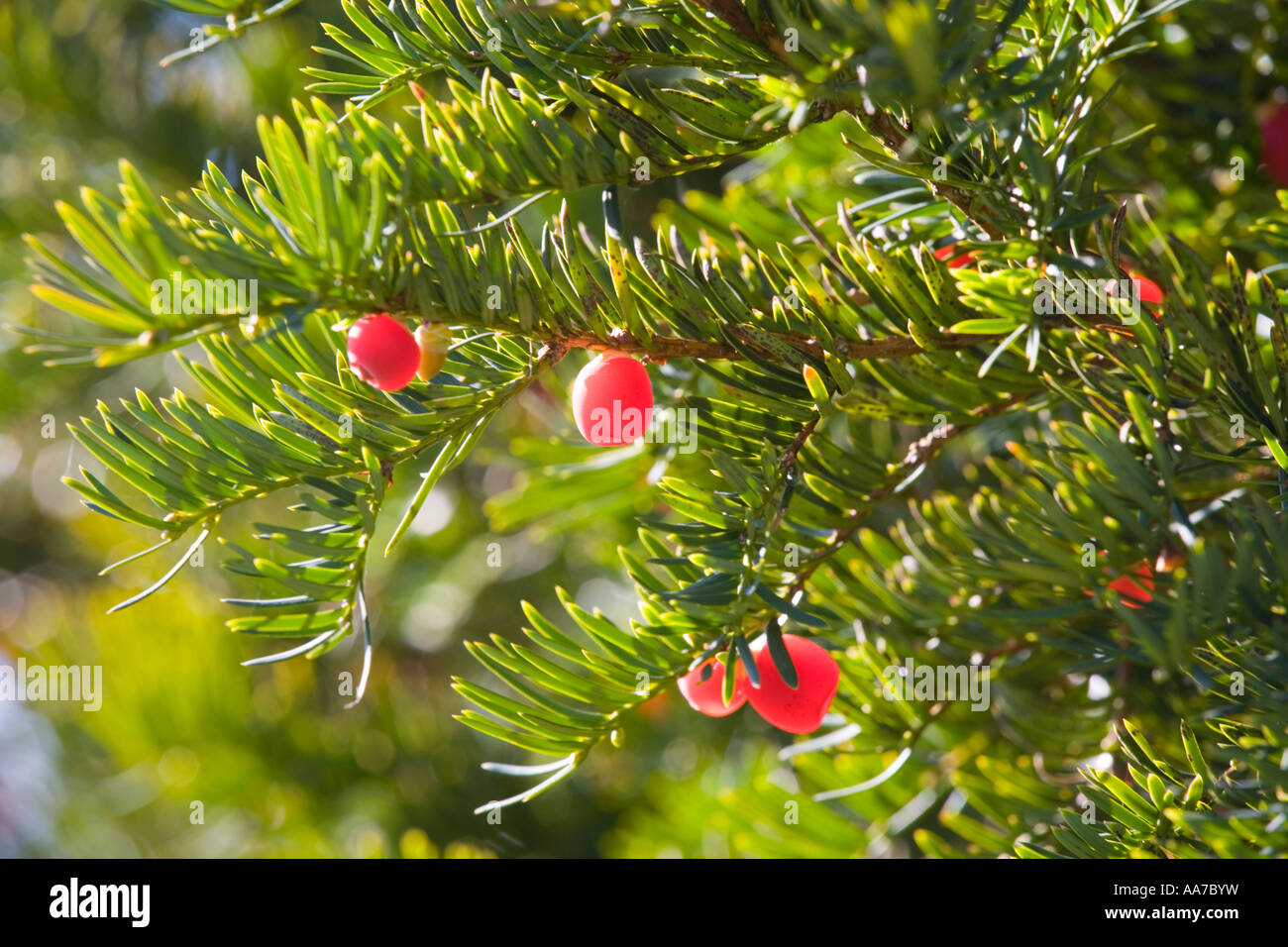 Yew berries on a tree in the churchyard of St James church in the ...