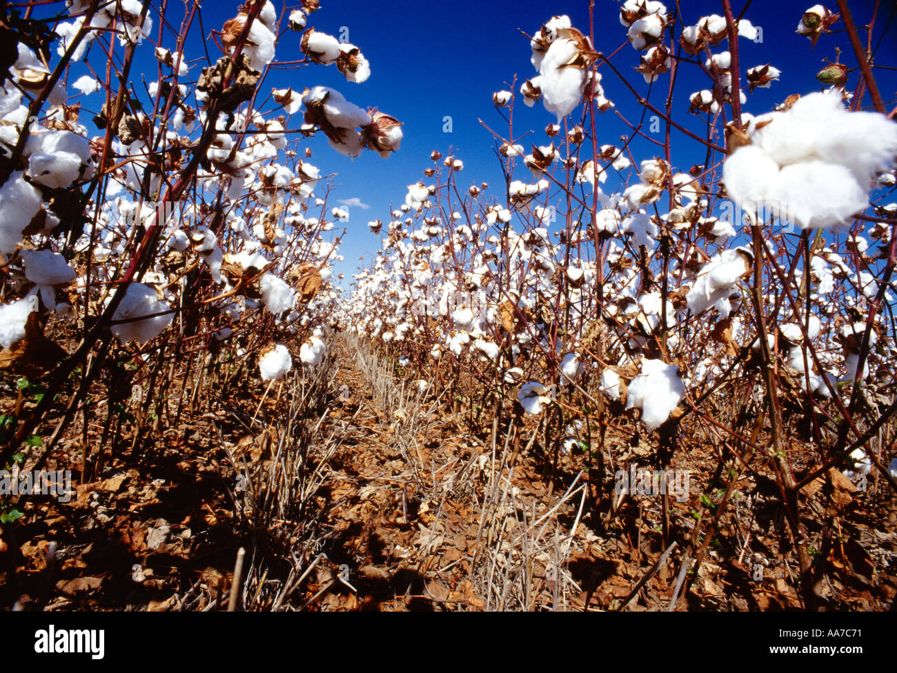 Opening cotton boll hi-res stock photography and images - Alamy
