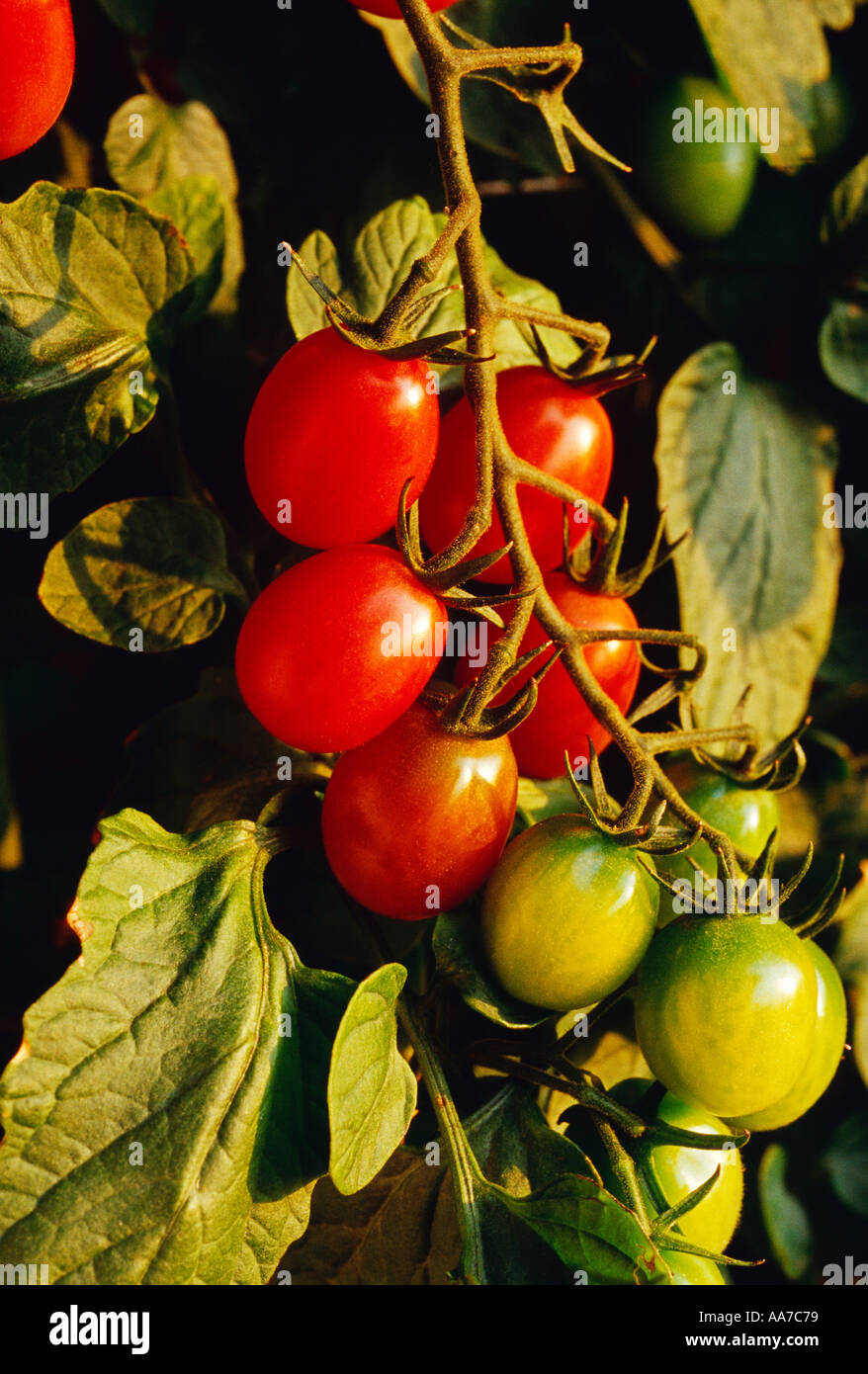 Red grape tomatoes ripening hi-res stock photography and images - Alamy