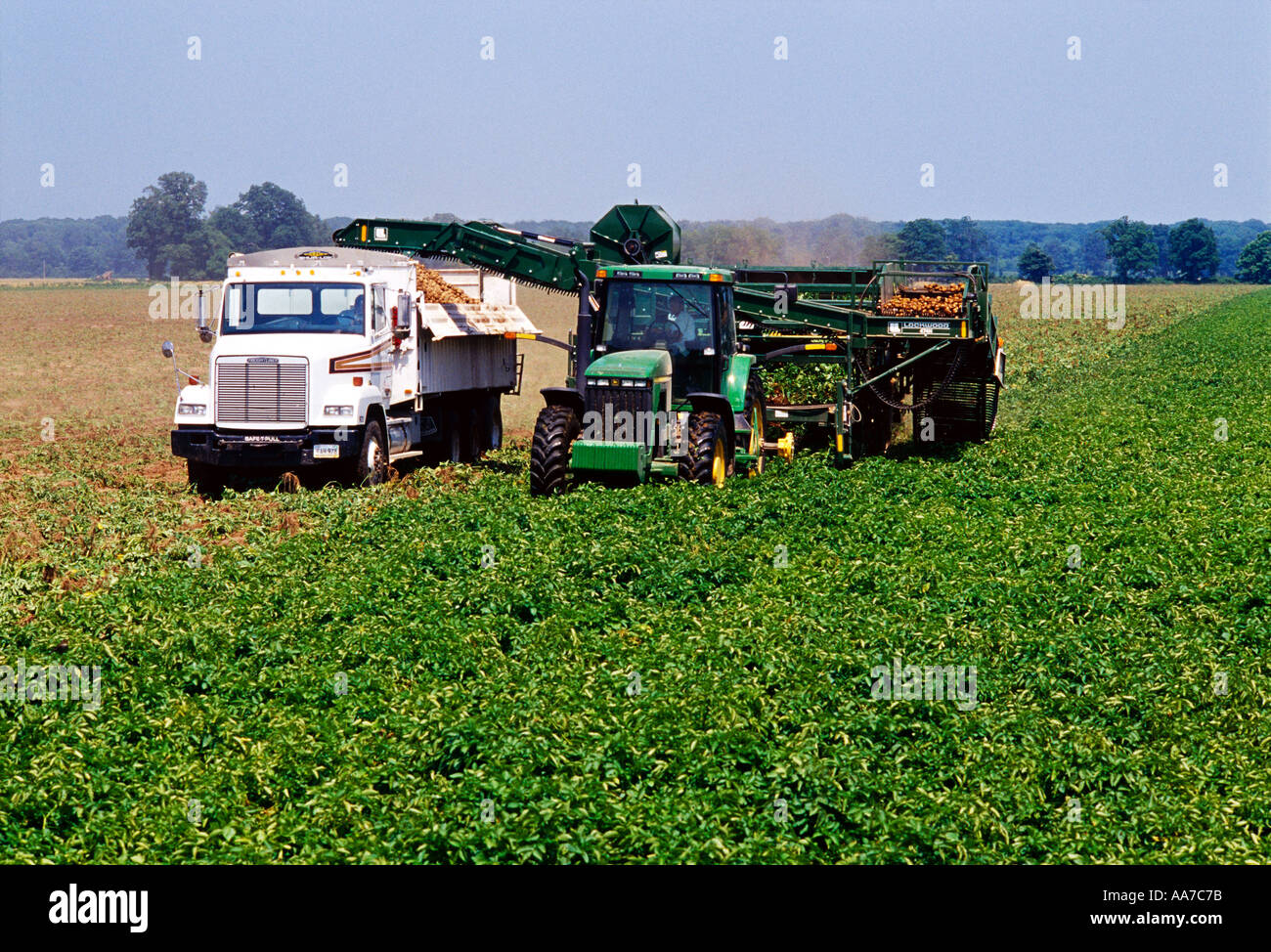 Agriculture potato harvest truck hi-res stock photography and images ...