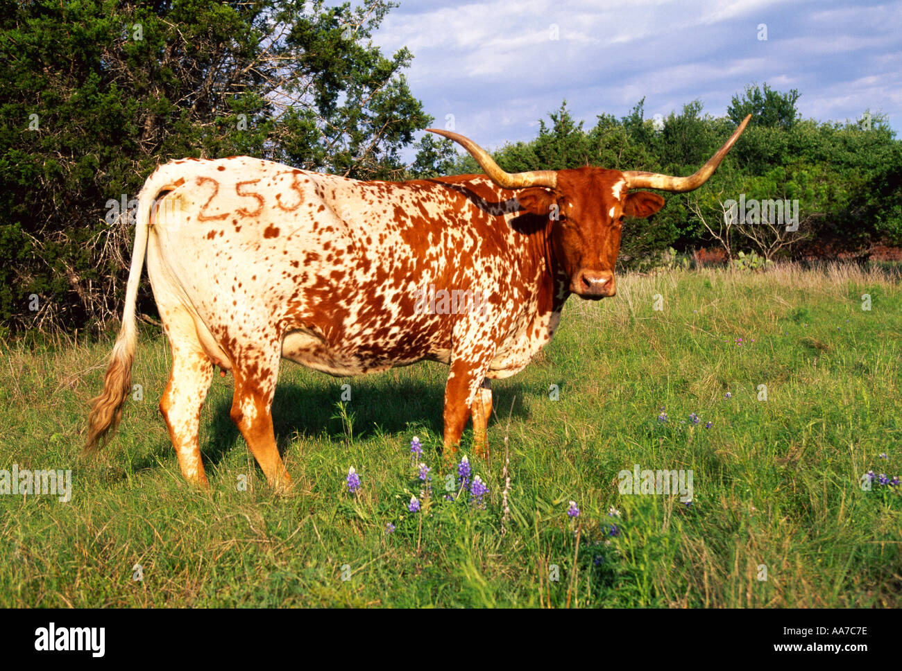 Livestock - Texas Longhorn cow in a green pasture with bluebonnets ...