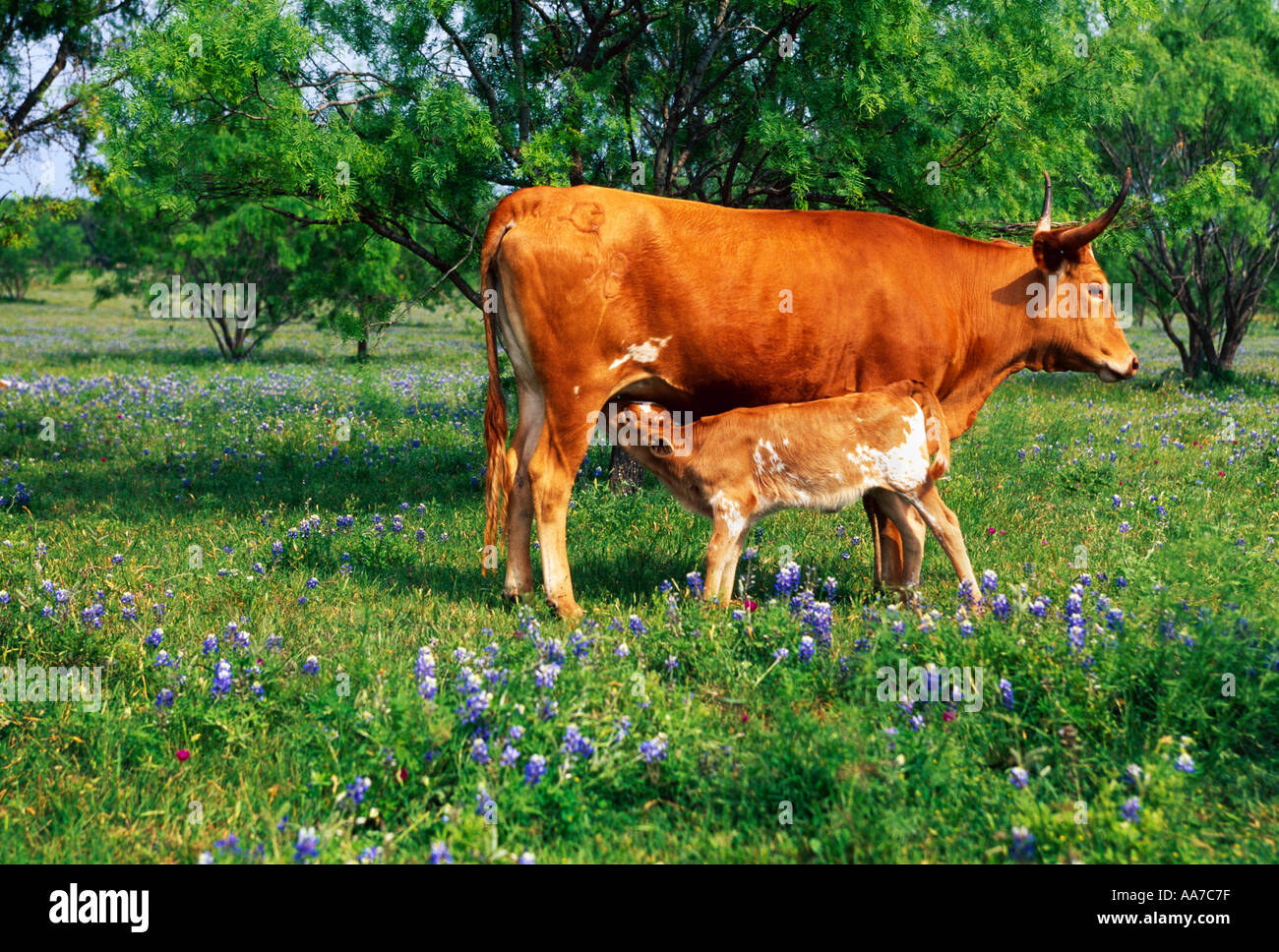 Livestock - Texas Longhorn cow nursing her calf on a green pasture ...