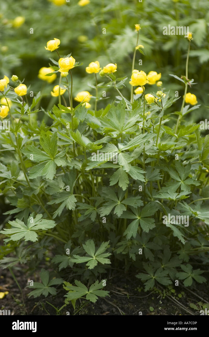 Yellow spring flowers of European Globeflower - Trollius europaeus ...