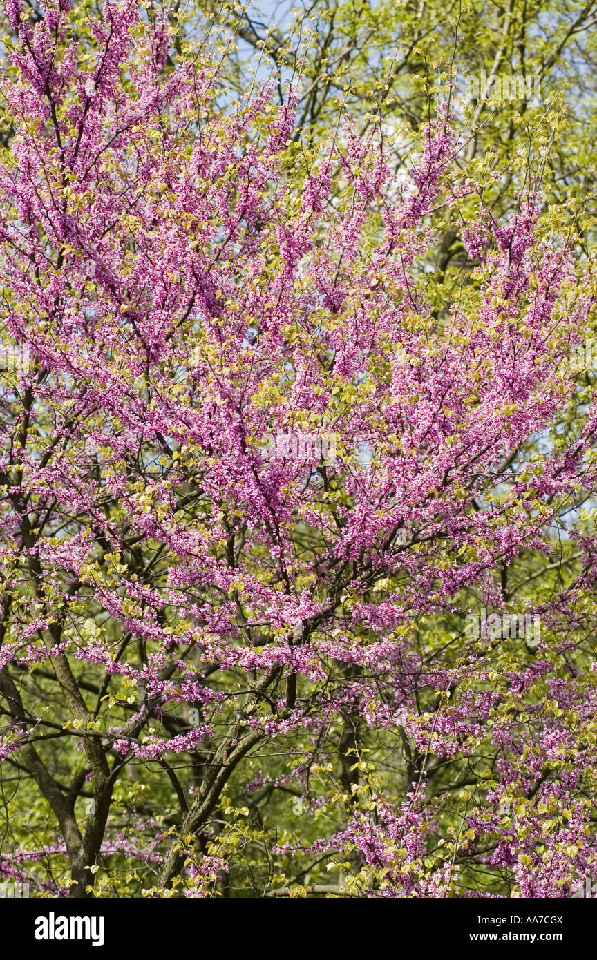 Many spring pink violet flowers of Eastern redbud - Cercis canadensis, Canada, America Stock ...