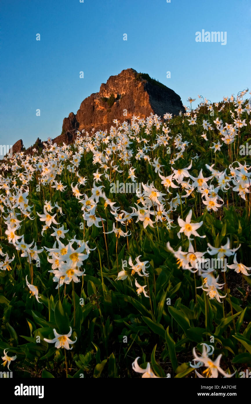 Wildflowers mount rainier wa hi-res stock photography and images - Alamy