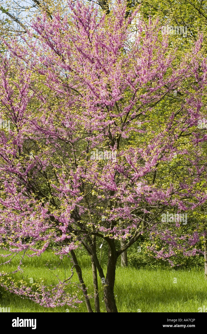 Many spring pink violet flowers of Eastern redbud - Cercis canadensis ...
