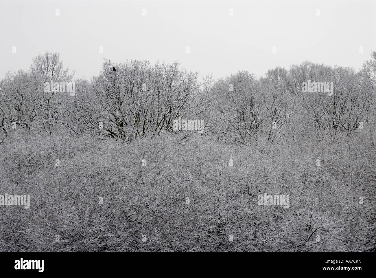 Frozen Tree Tops Stock Photo - Alamy