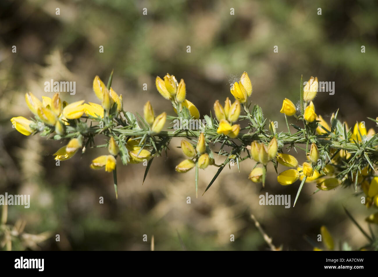 Yellow spring flowers of Common Gorse - Leguminosae - Ulex europaeus ...