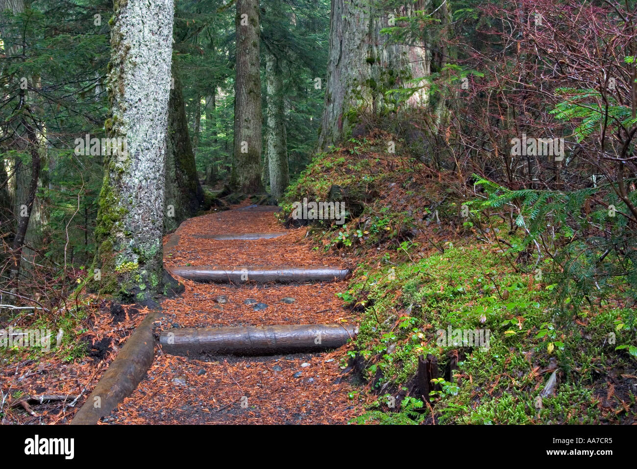 Spring hike in the forest hi-res stock photography and images - Alamy