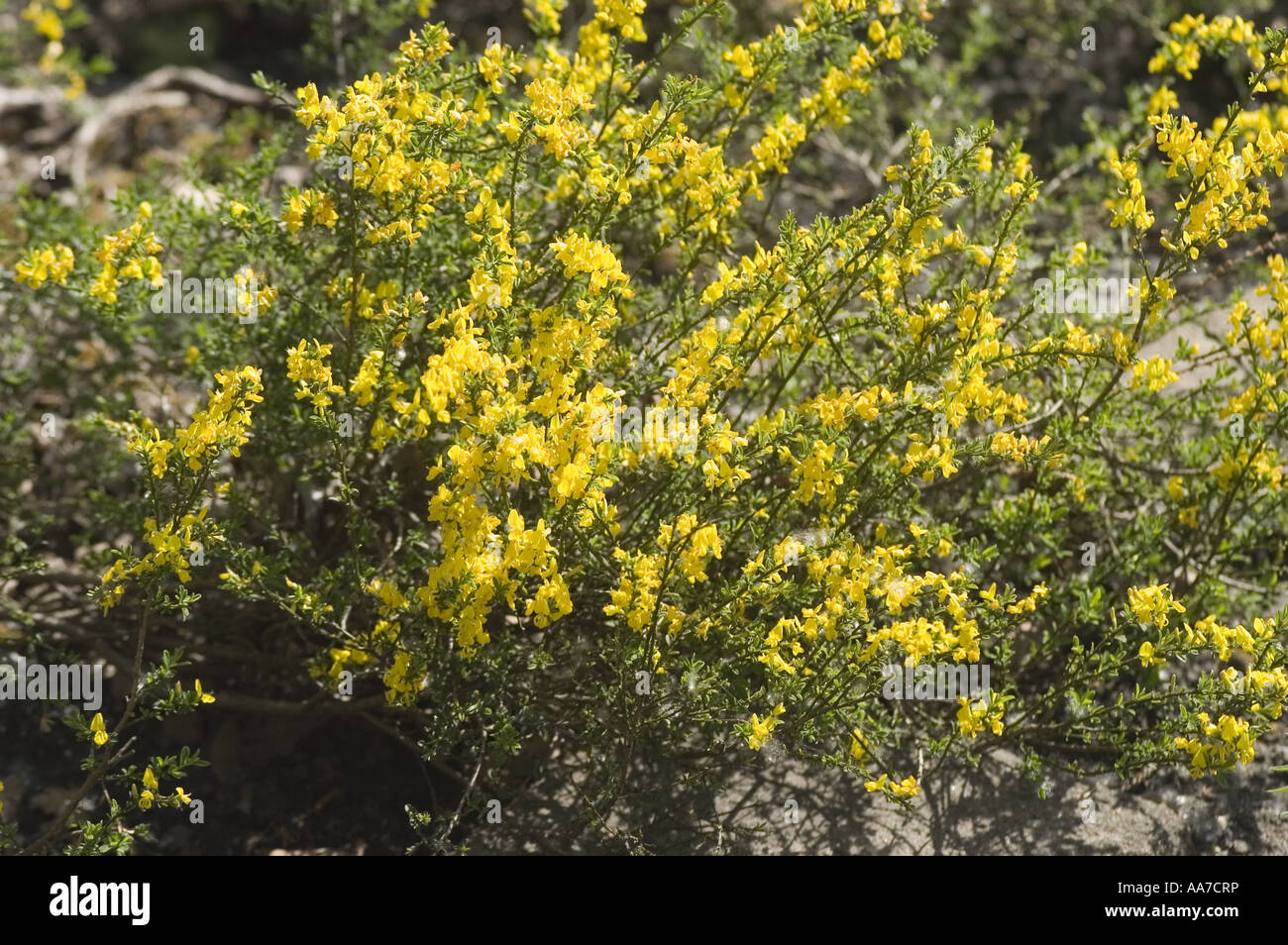 Yellow spring flowers of Silky leaf woadwaxen - Leguminosae - Genista ...