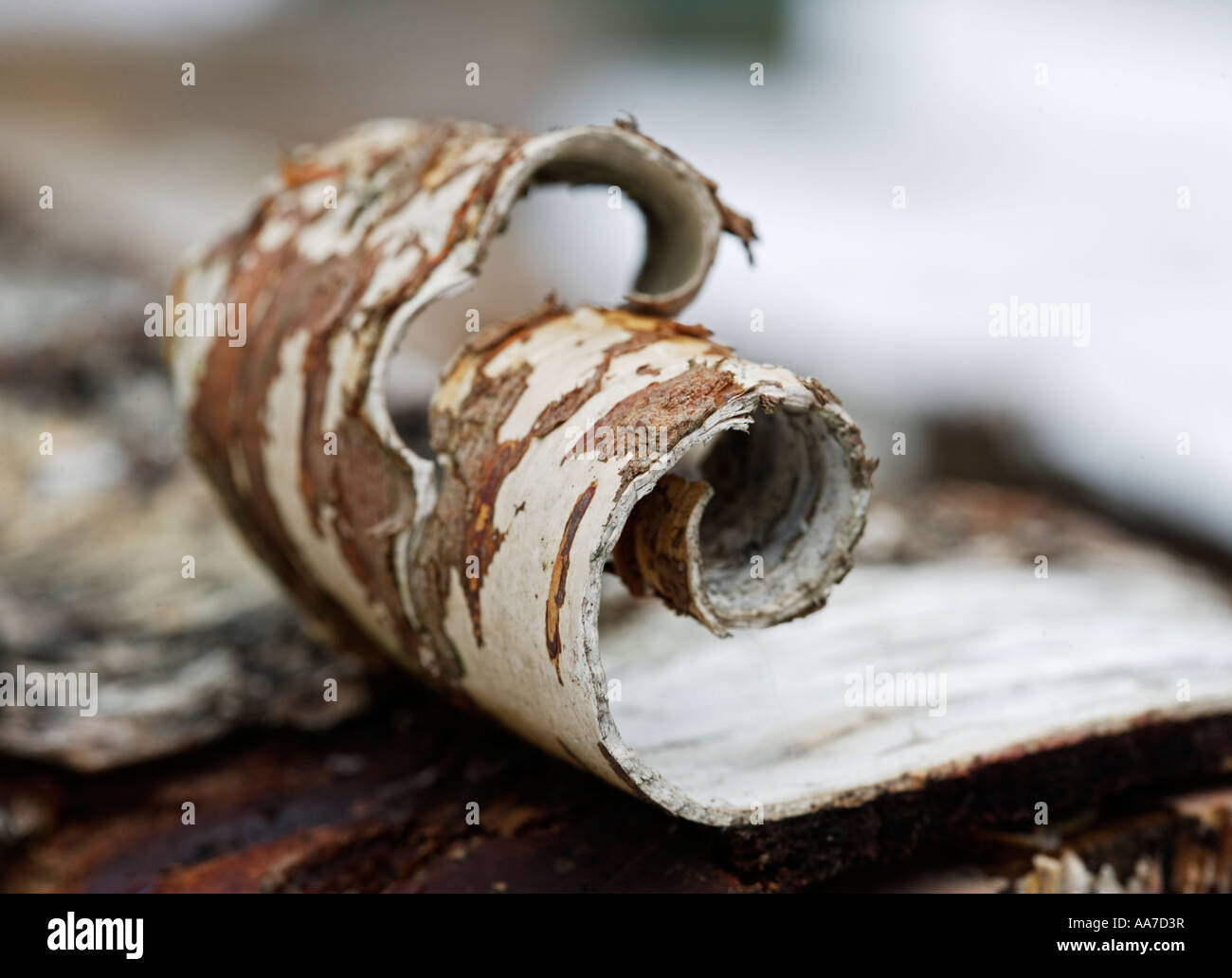 Birchbark hi-res stock photography and images - Alamy