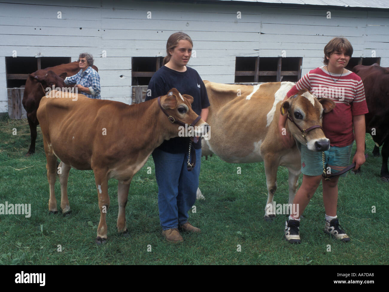 Prize cows hi-res stock photography and images - Alamy
