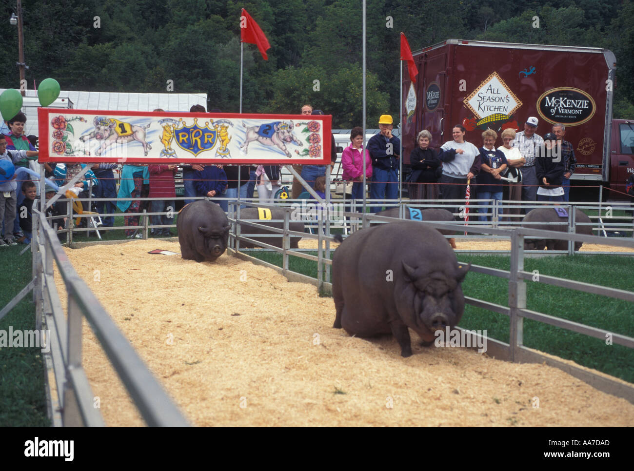 Pig contest state fair hi-res stock photography and images - Alamy
