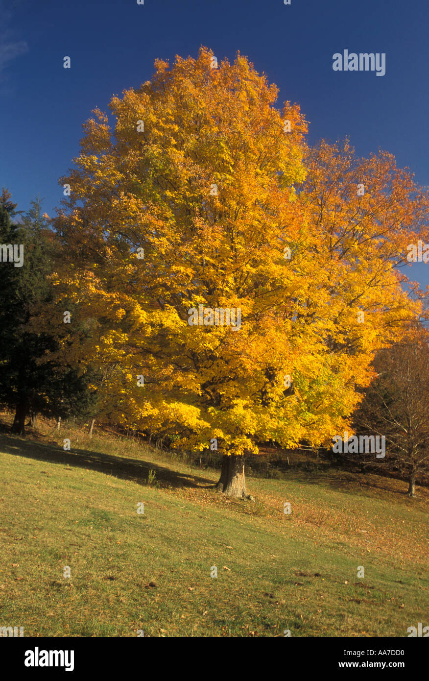 New england maple tree hi-res stock photography and images - Alamy