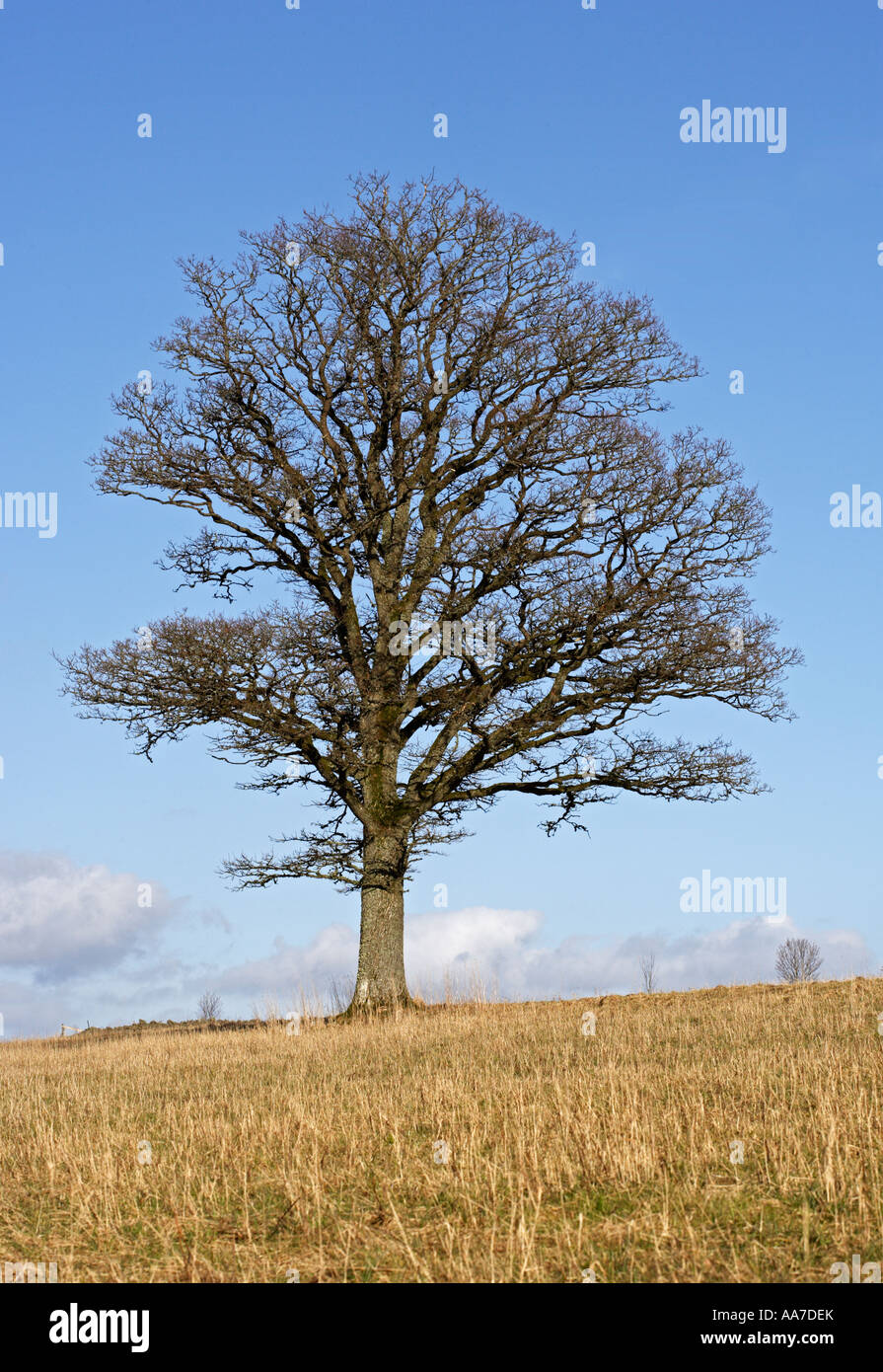 Solitary oak tree in open field Stock Photo - Alamy