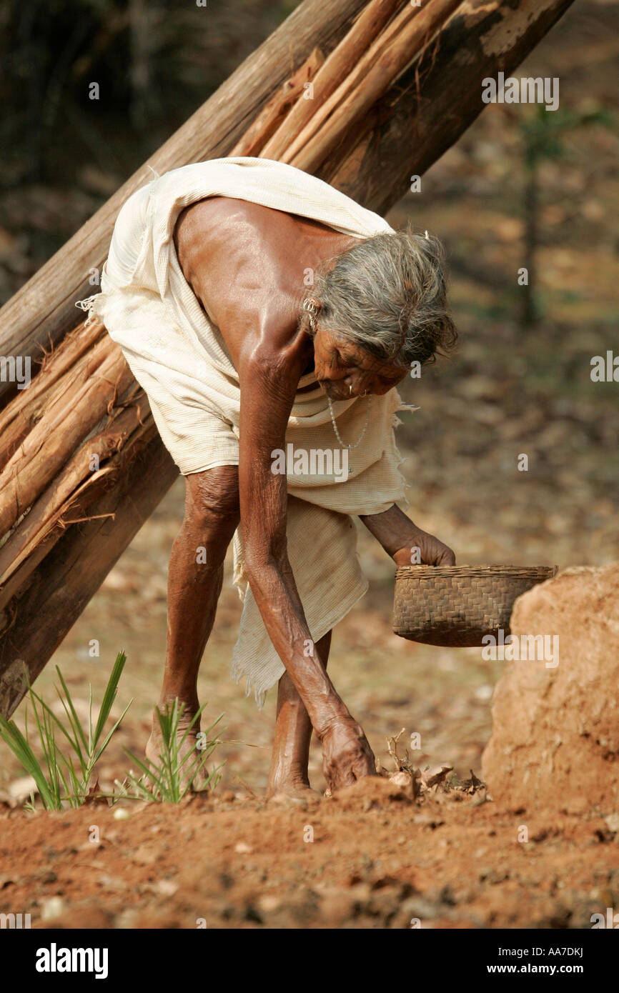 Elderly woman at a Kutia Kondh village near Baliguda, Orissa, India ...