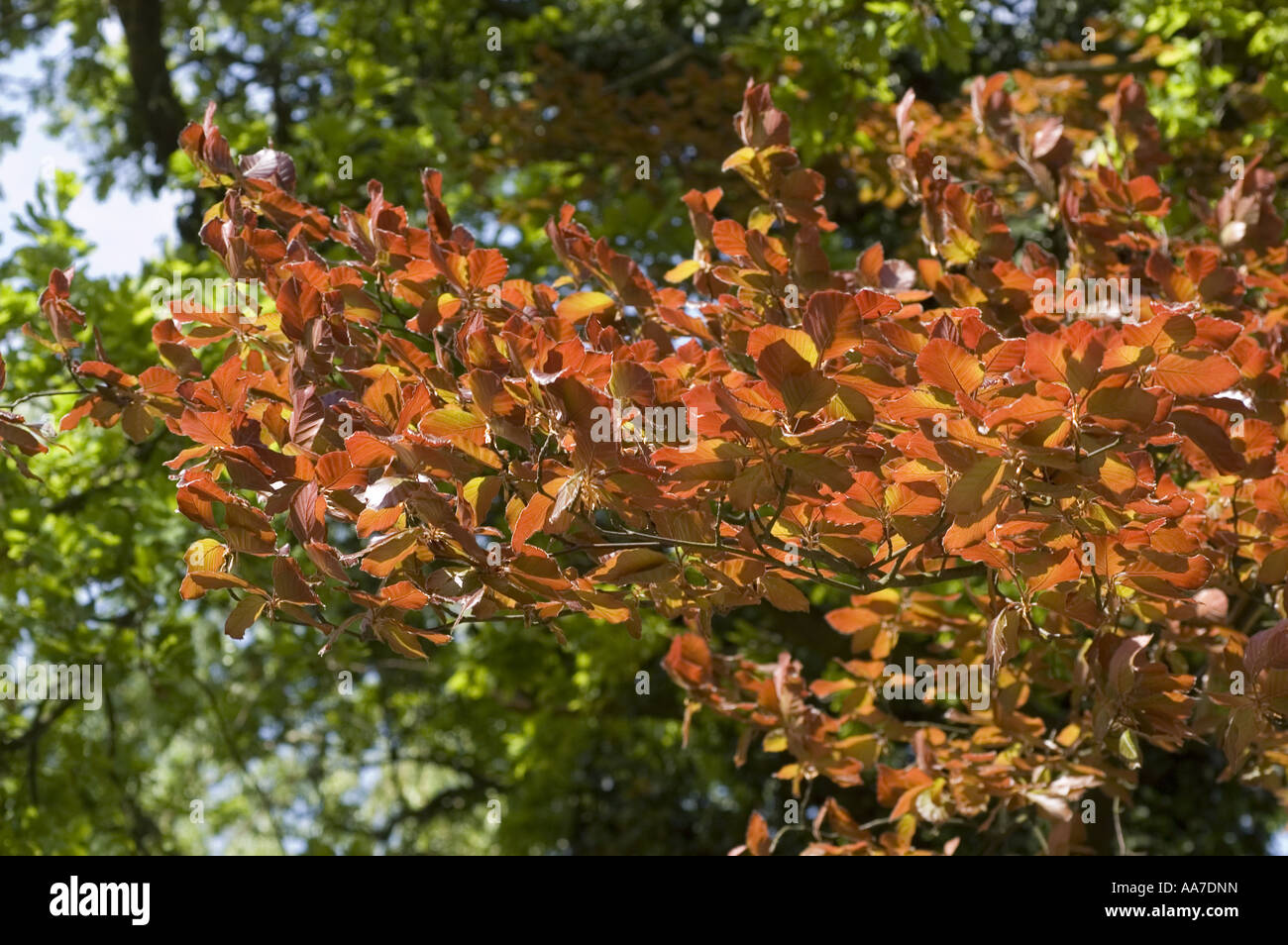 Leaves close up of purple beech tree Fagaceae Fagus sylvatica f purpure ...