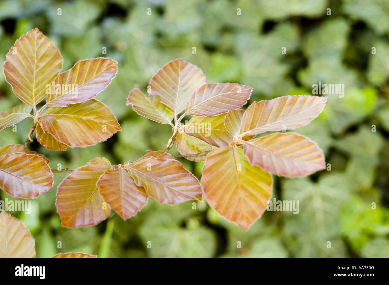 Purple beech tree Fagaceae Fagus sylvatica f purpure Stock Photo - Alamy