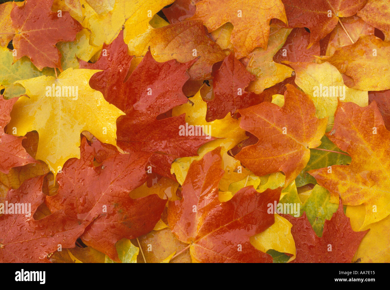 Usa northeast red maple leaf hi-res stock photography and images - Alamy
