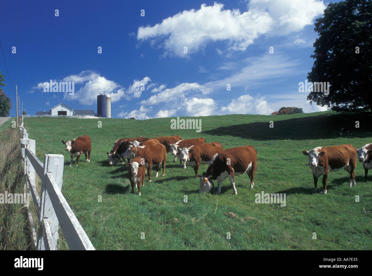Vermont beef cattle hi-res stock photography and images - Alamy