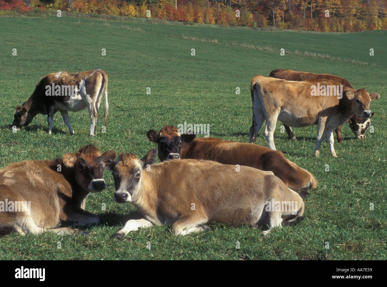 Vermont cows in field hi-res stock photography and images - Alamy