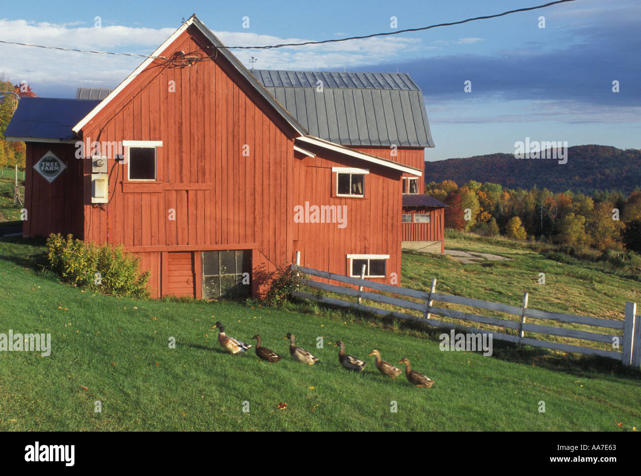 Vermont state bird hi-res stock photography and images - Alamy