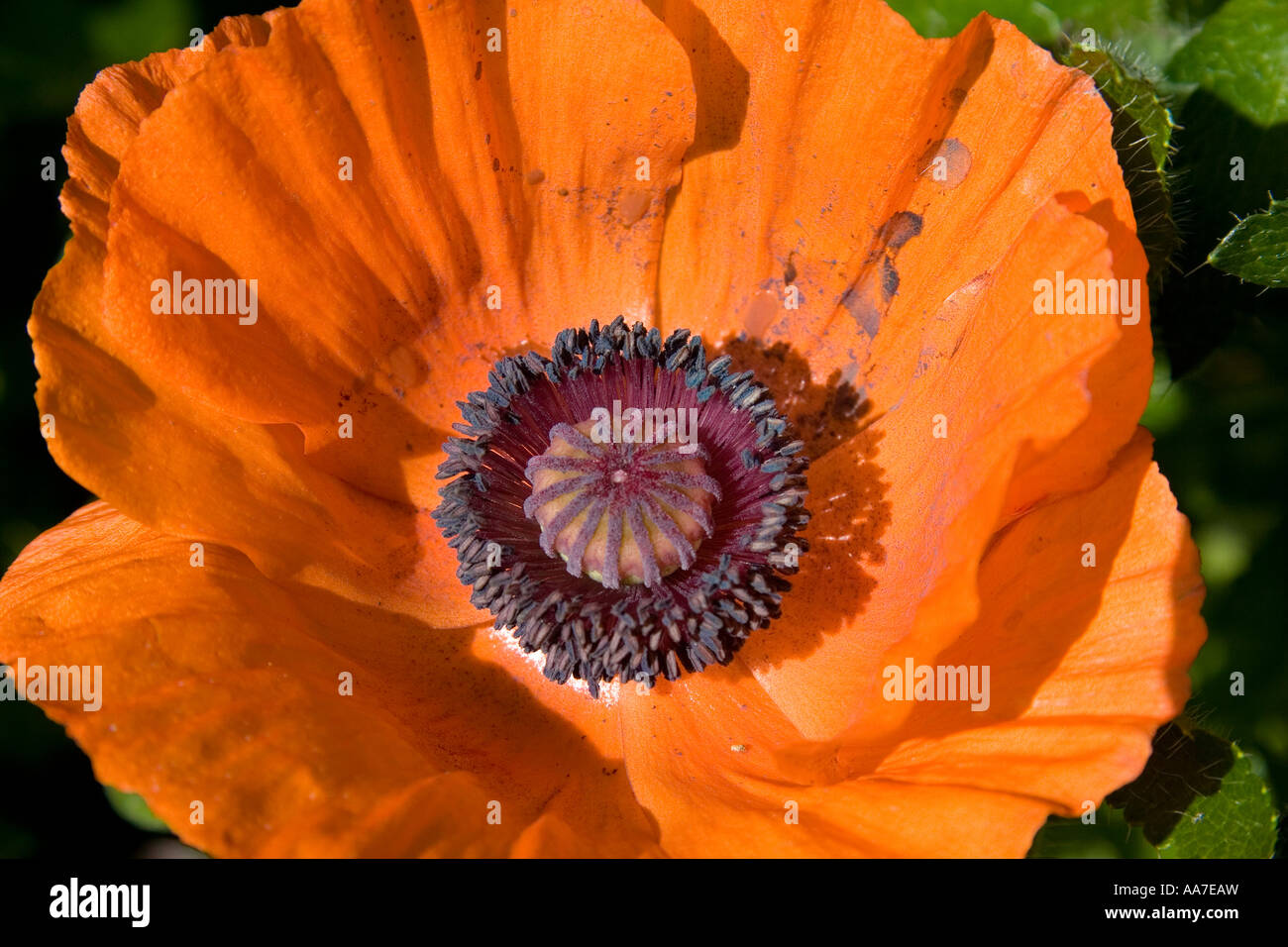 close up of a bright orange poppy flower clearing showing the stamens ...