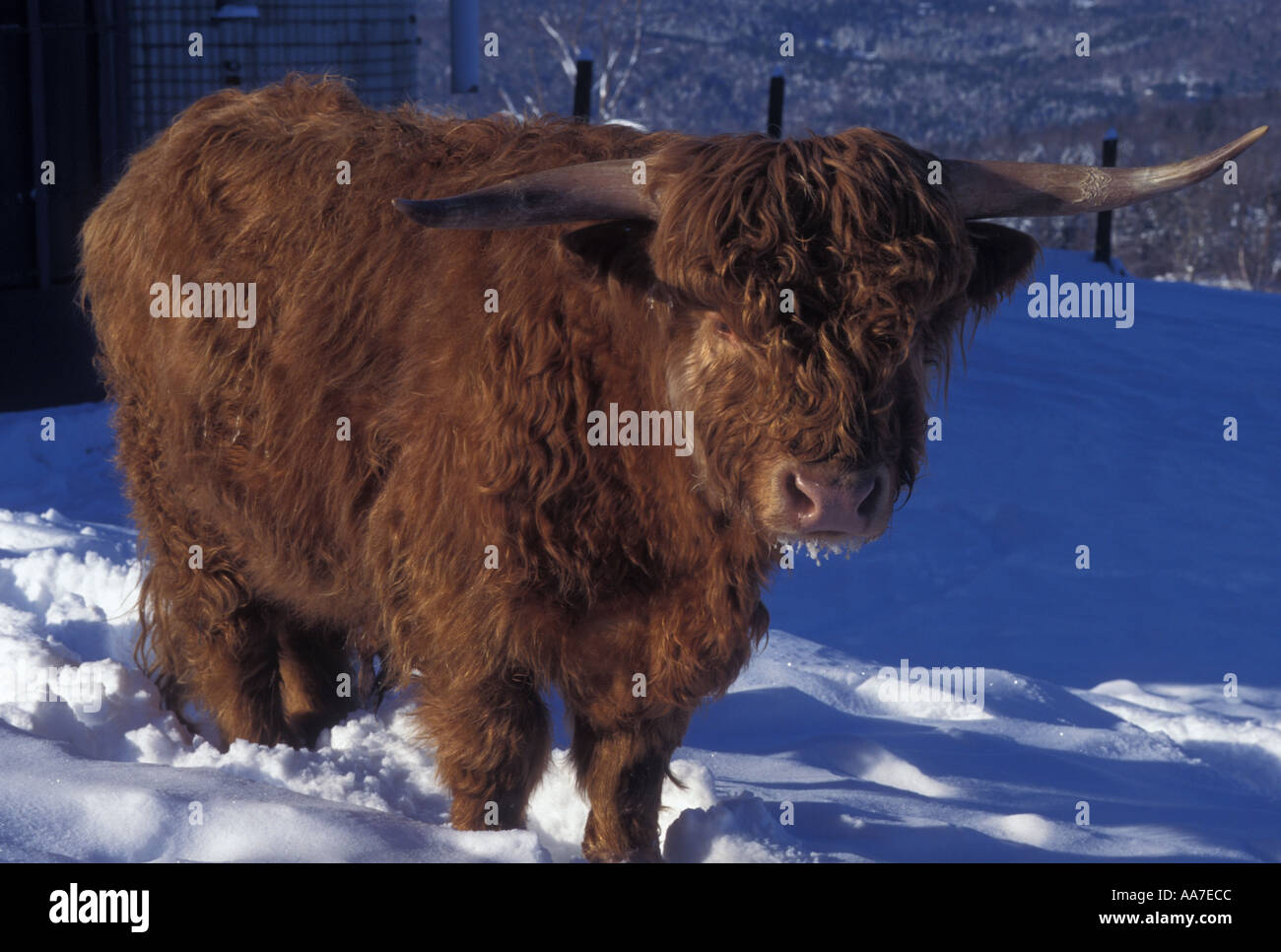 Vermont beef cattle hi-res stock photography and images - Alamy