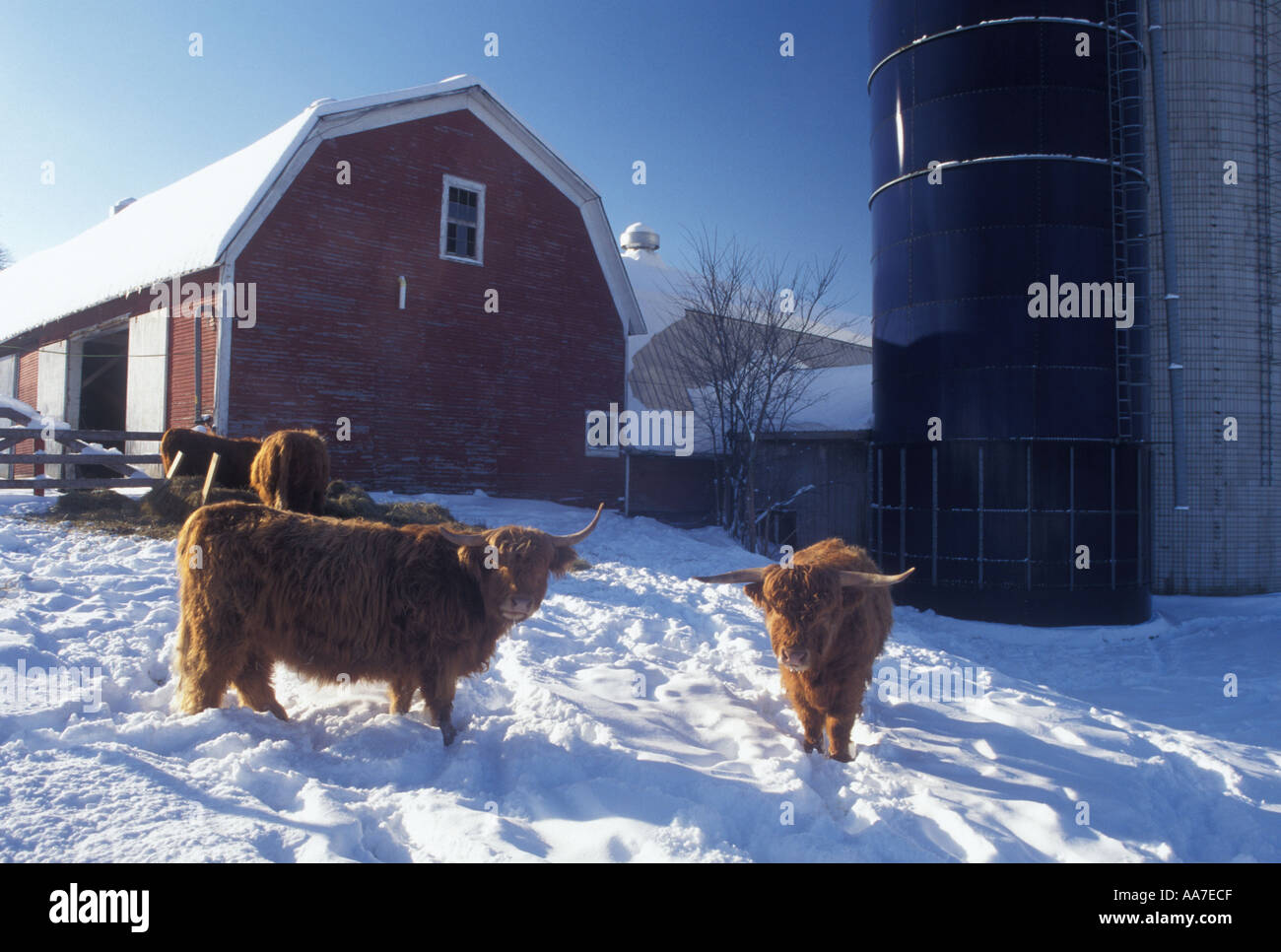 Vermont beef cattle hi-res stock photography and images - Alamy