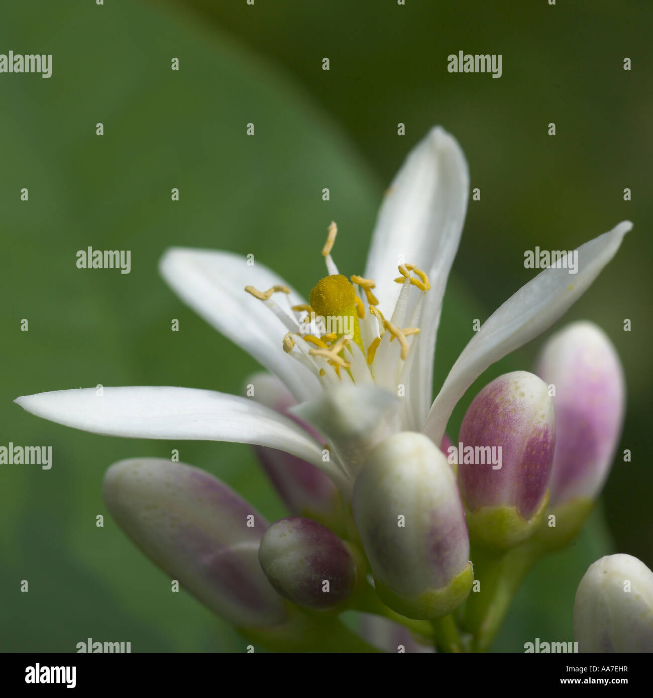 Lemon peel tree flowers hi-res stock photography and images - Alamy