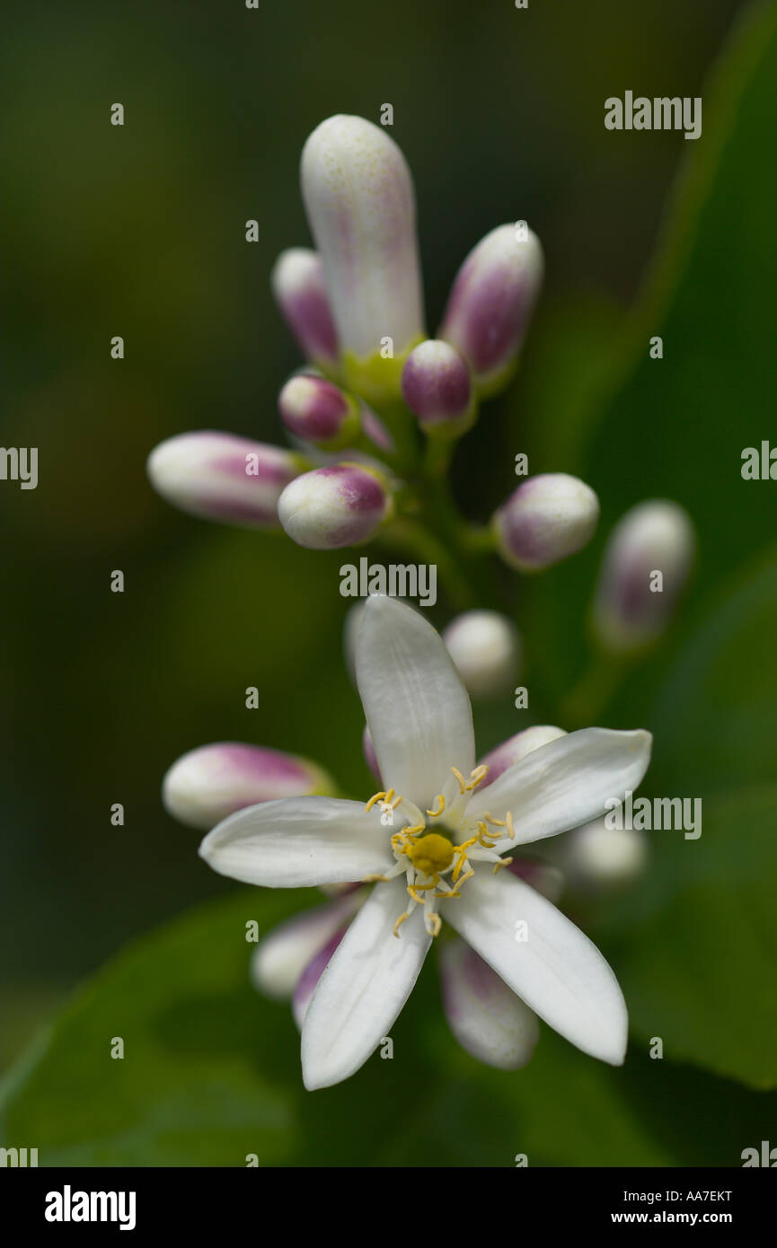 Lemon peel tree flowers hi-res stock photography and images - Alamy