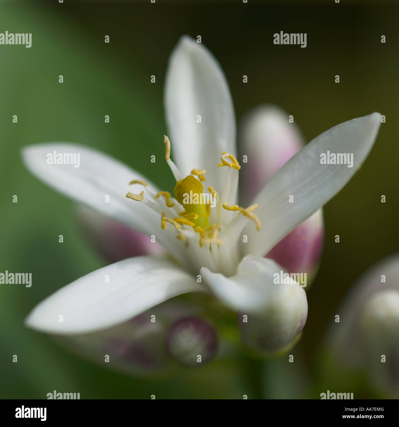 Lemon peel tree flowers hi-res stock photography and images - Alamy