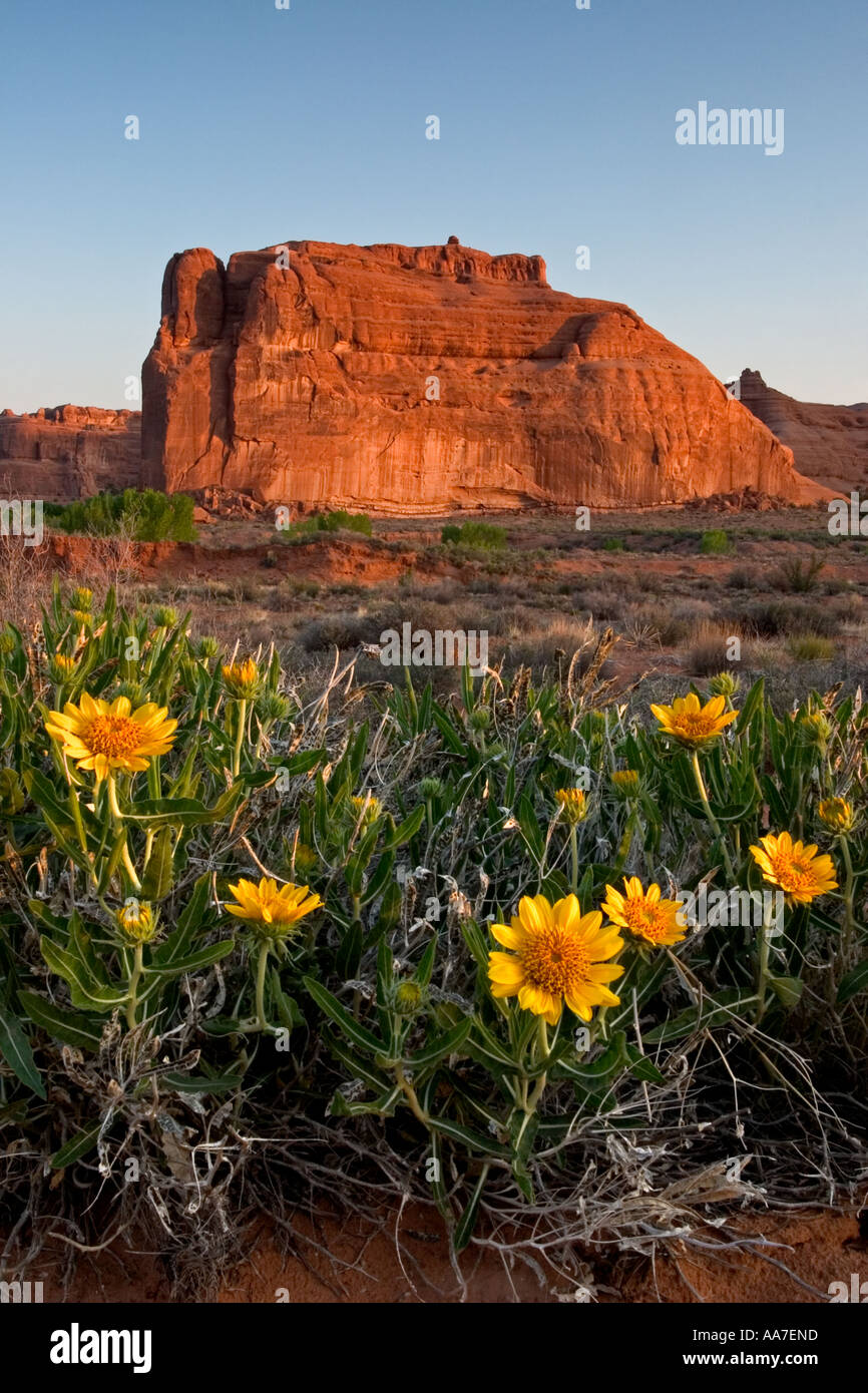 Desert mules hi-res stock photography and images - Alamy