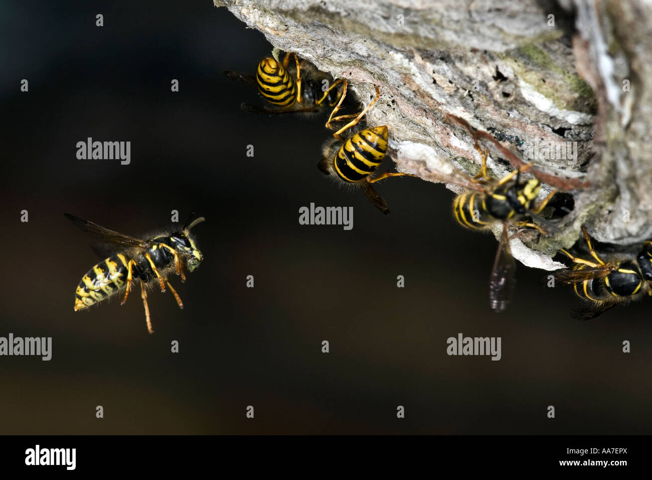 Saxon Wasp Dolichovespula saxonica in flight at nest with nice out of ...