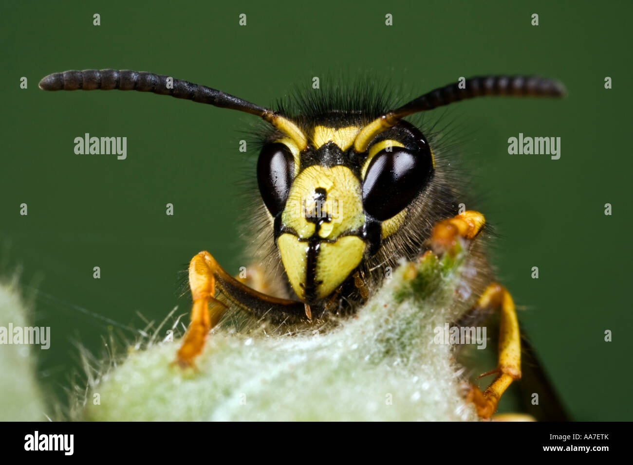 Wasp Up Close Face
