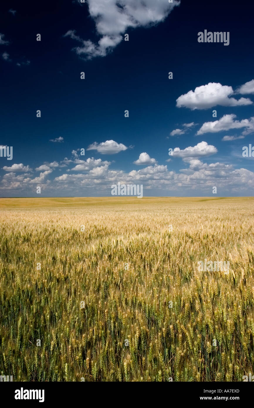 WHEAT FIELDS OF EASTERN WASHINGTON STATE Stock Photo - Alamy