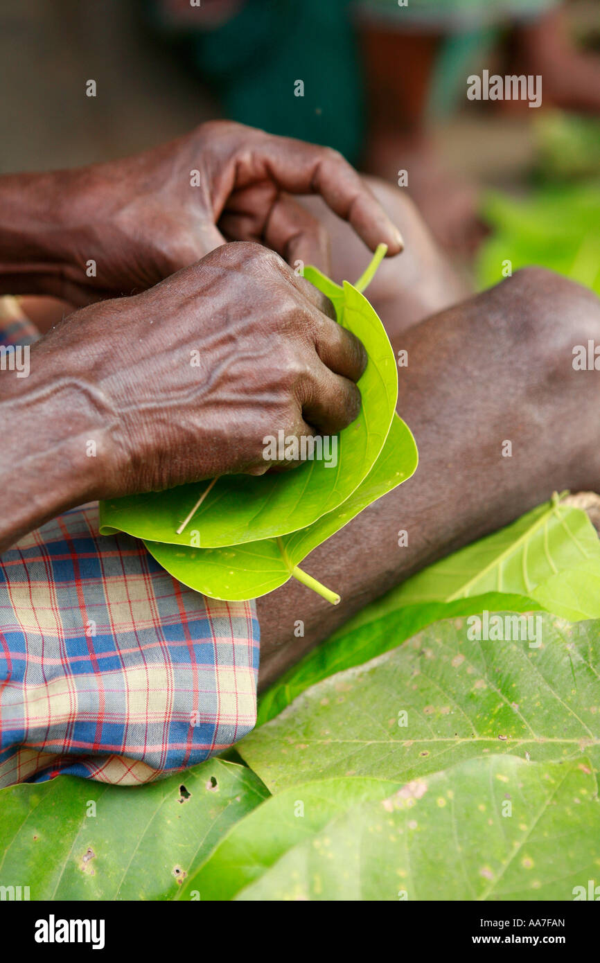 Making leaf bowls at a village near Rayagada, Orissa, India Stock Photo ...