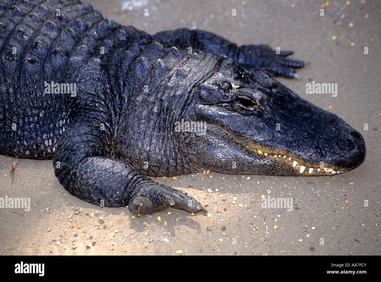 Reptile Alligator American Stock Photo - Alamy