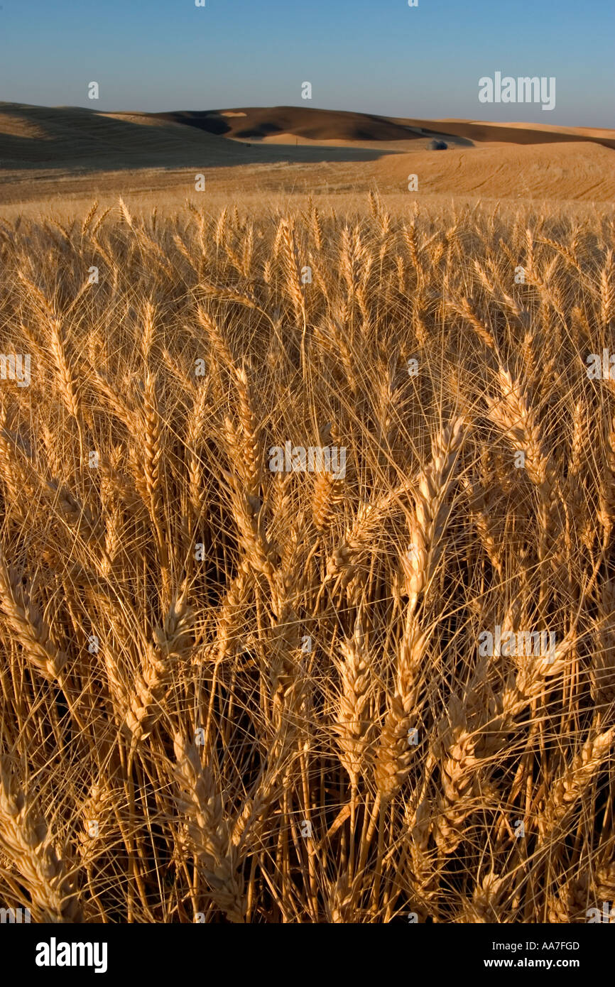 WHEAT FIELDS OF EASTERN WASHINGTON STATE Stock Photo - Alamy