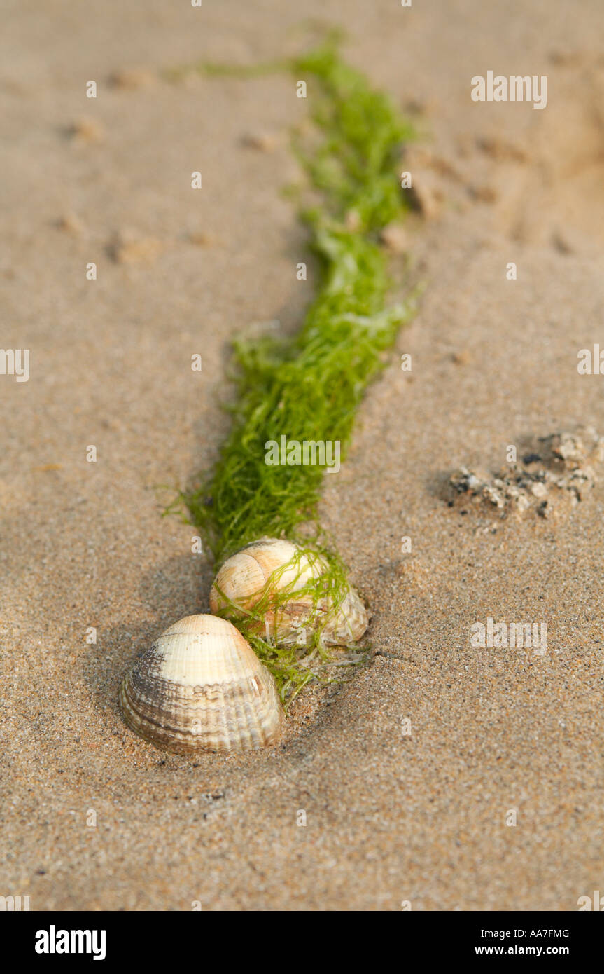 Seashells on the beach, UK Stock Photo - Alamy