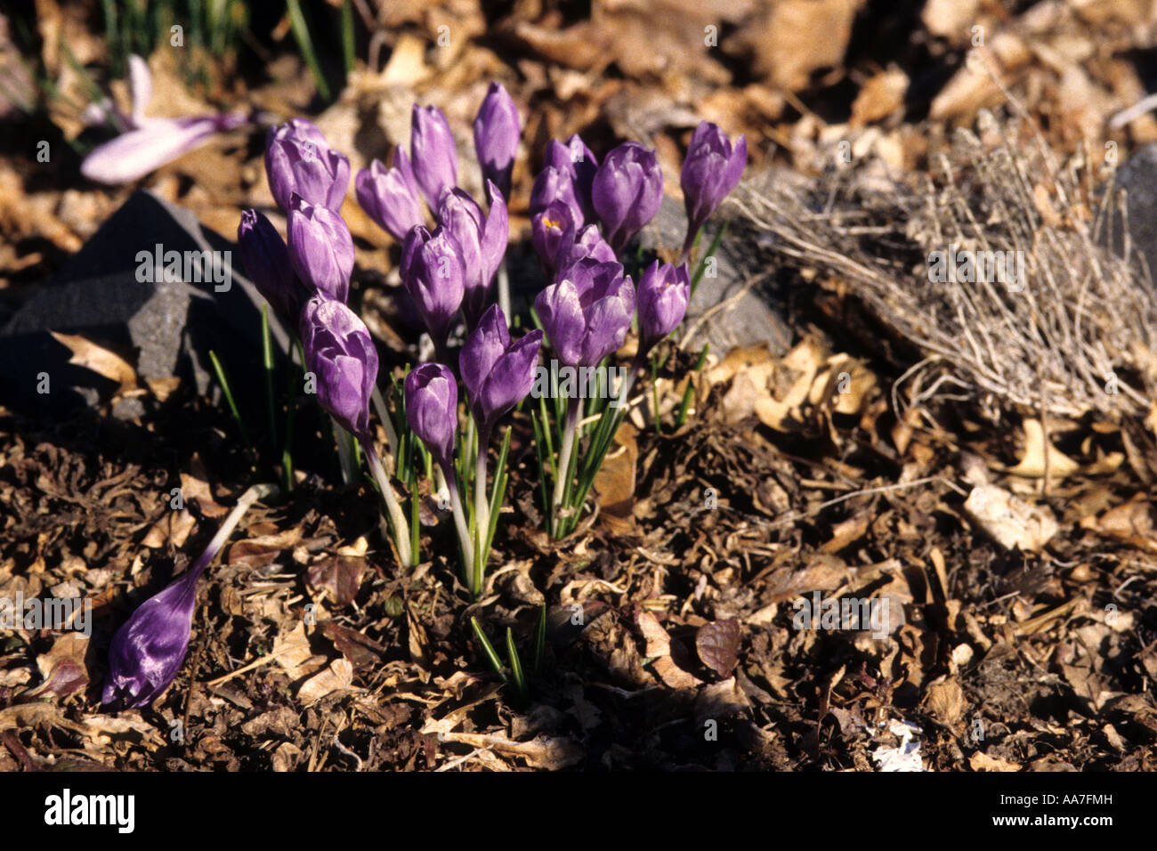Plant Corcus Purple Stock Photo - Alamy